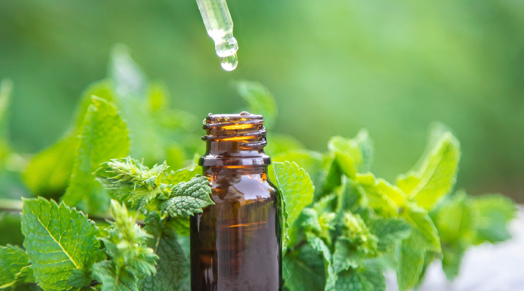 Peppermint – Simply Bee